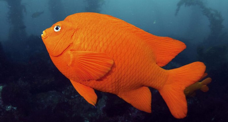 How Big Do Damselfish Get? And Tips To Take Care Of Damselfish Properly