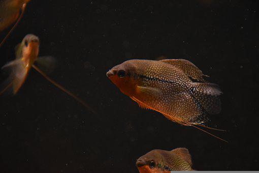 Are Dwarf Gouramis Aggressive? The Correct Answer Is Here!