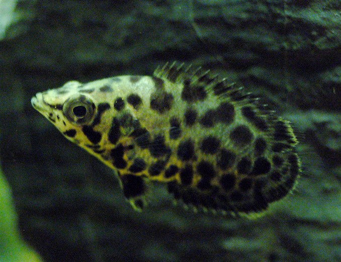 Leopard Bush Fish Tank Mates: A Complete Guide