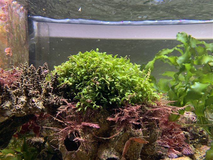 Red Spot Algae: Common Causes & 9 Solutions