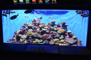 Red Spot Algae: Common Causes & 9 Solutions