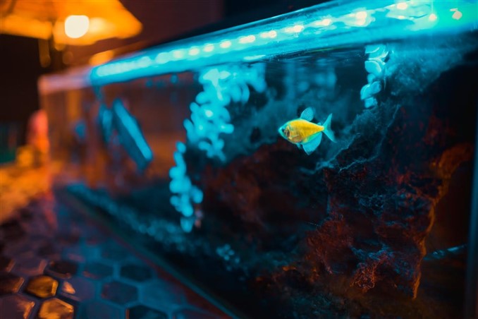 GloFish pH Level – How To Take Care Of Them Properly