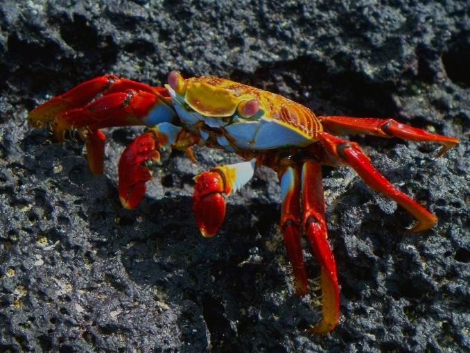 Red Claw Crab Habitat: How To Take Care Of Them The Right Way