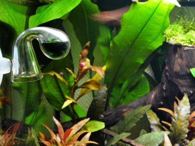 Signs Of Too Much CO2 In Aquarium: What Is It & How To Fix It?