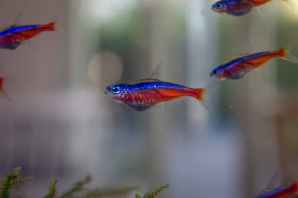 How To Tell If A Tetra Is Male Or Female? Here Is The Answer!