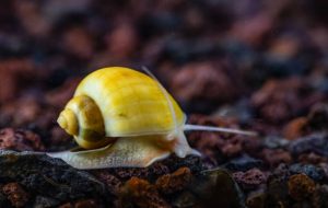Why Did My Snail Leave Its Shell? The Correct Answer Is Here!