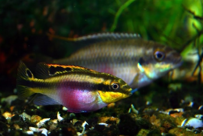 Types Of Kribensis: 2 Common Kinds And Caring Tips