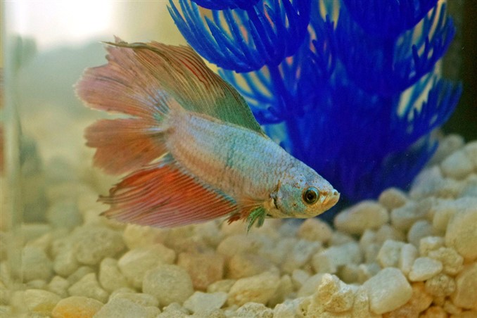 Betta Fish Laying On Bottom Of Tank Breathing Heavy: Causes & Solutions