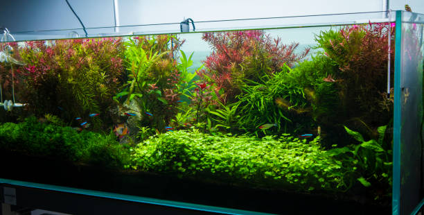 How Long Does It Take for Algae to Grow?