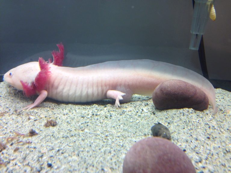 What Does Axolotl Poop Look Like?
